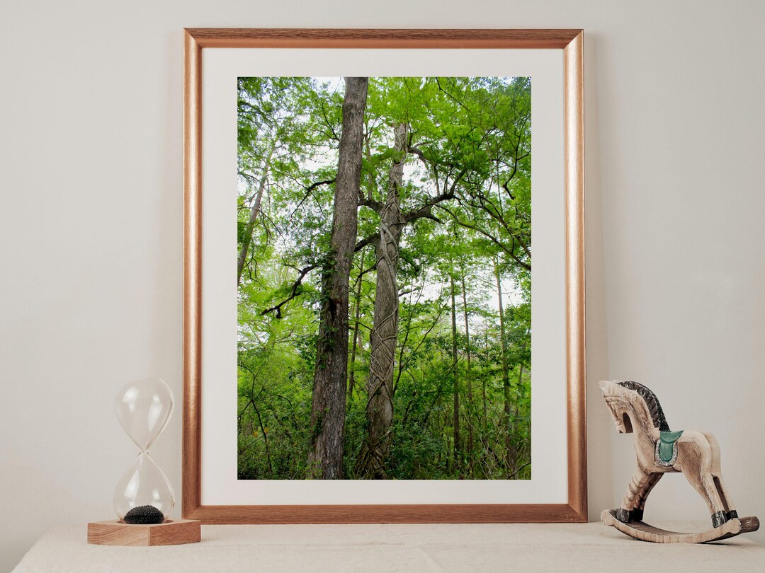 Two Large Trees in Corkscrew Swamp Photo, Nature Photography, Florida ...