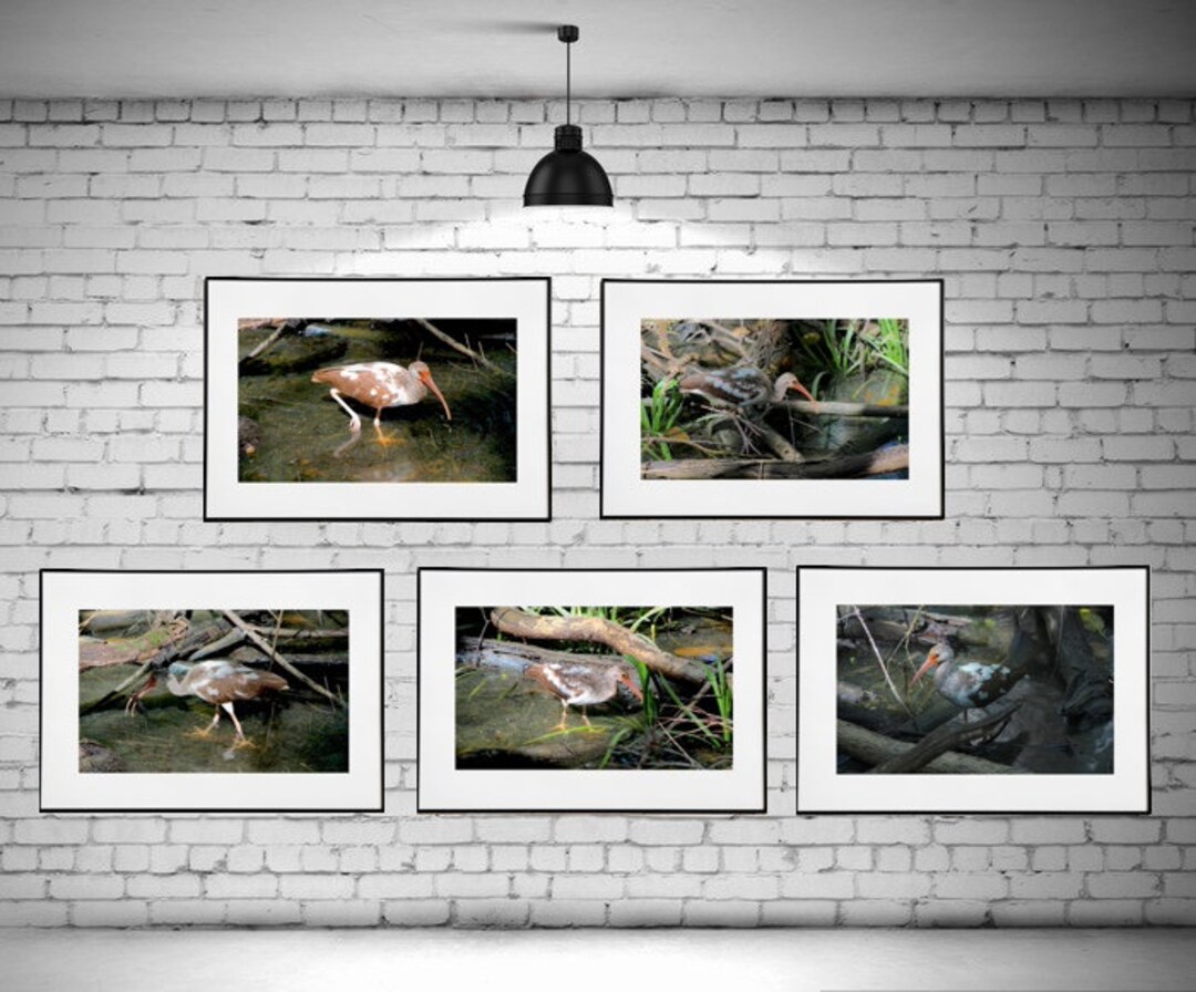 Five White Ibis Bird Photos Bundle, Corkscrew Swamp Prints Set, Nature ...