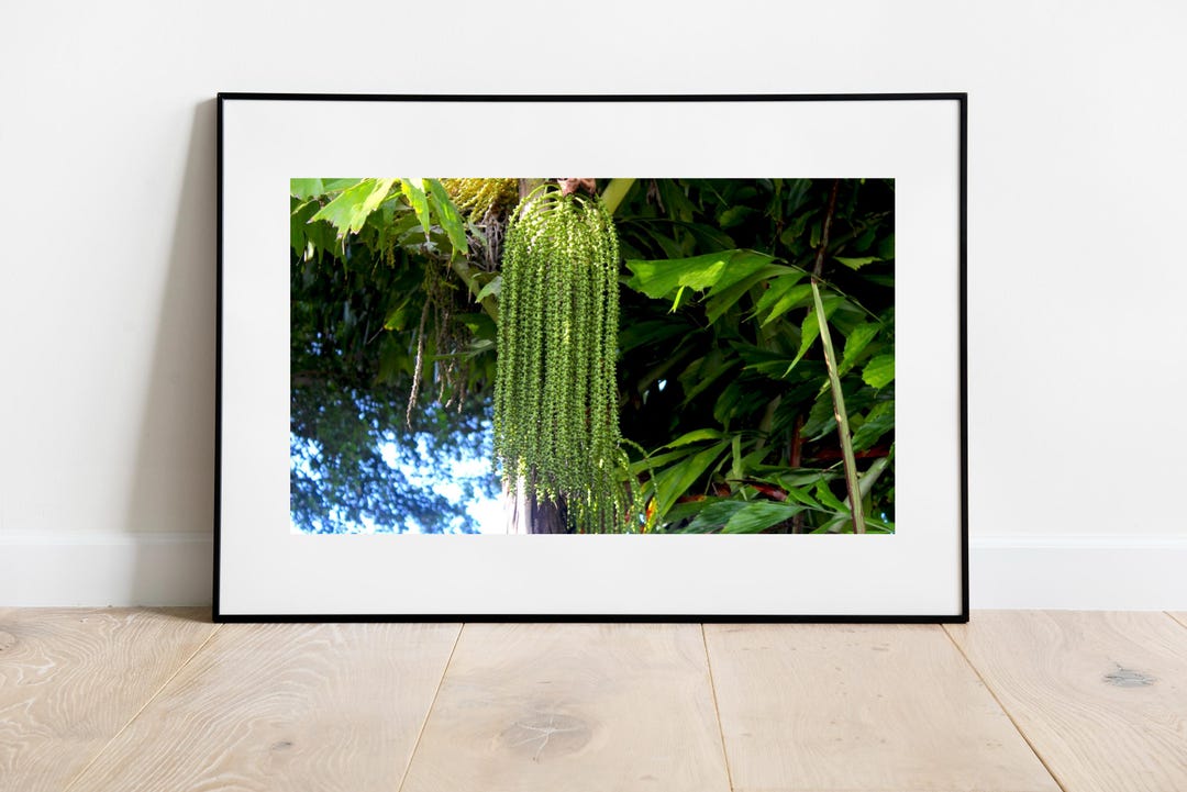 Vibrant Green Fishtail Palm Art, Botanical Poster Print, Tropical Home ...