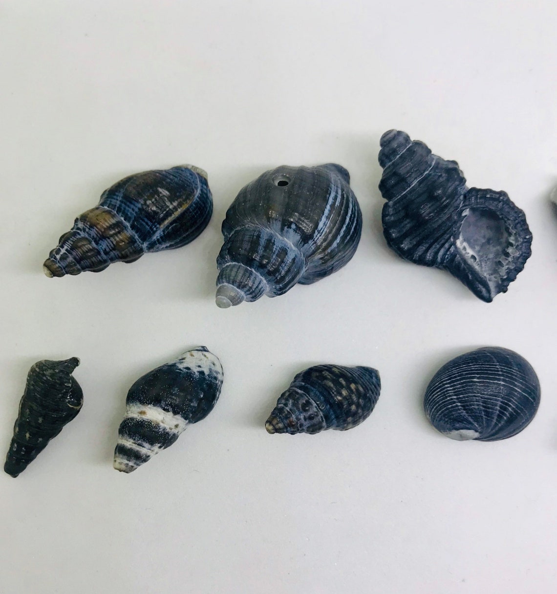 Very Rare Genuine Australian Black Sea Shells Mixed x 8 | Etsy