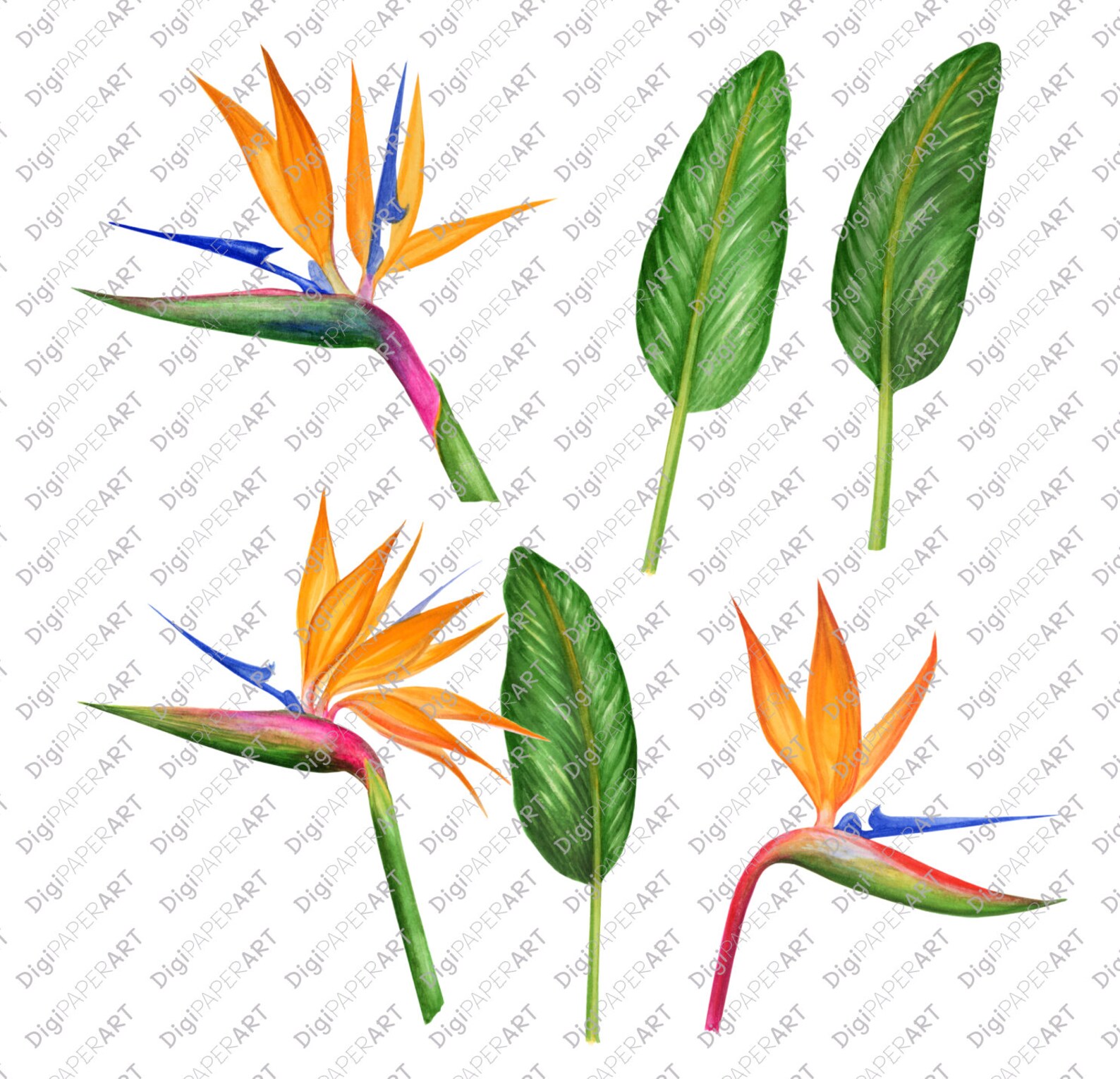 Watercolor Bird of Paradise PNG Tropical Flower Clip Art - Etsy