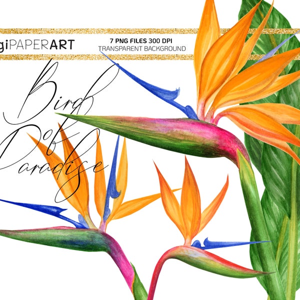 Bird of Paradise - Etsy