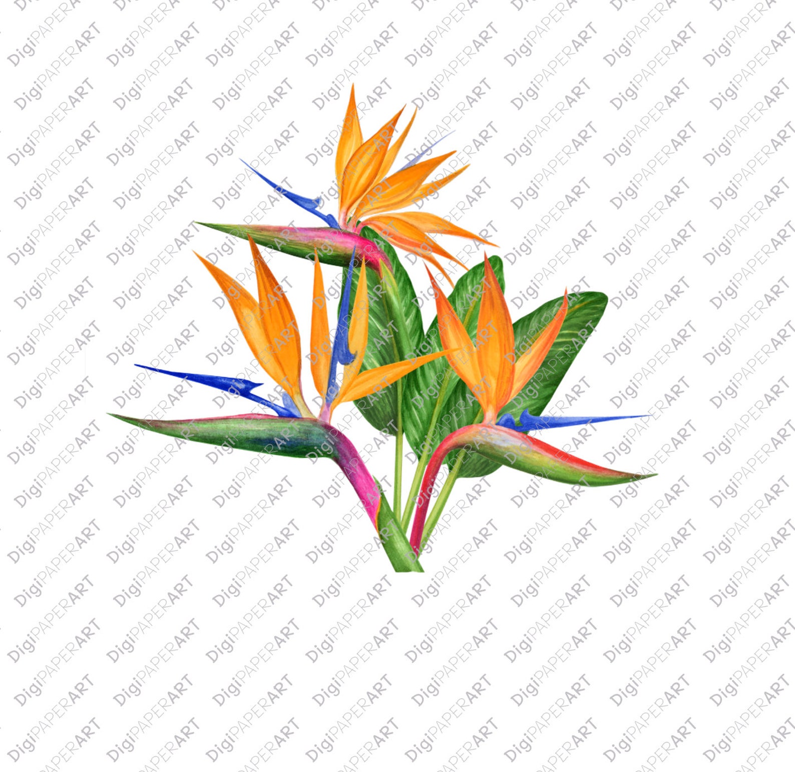 Watercolor Bird of Paradise PNG Tropical Flower Clip Art | Etsy