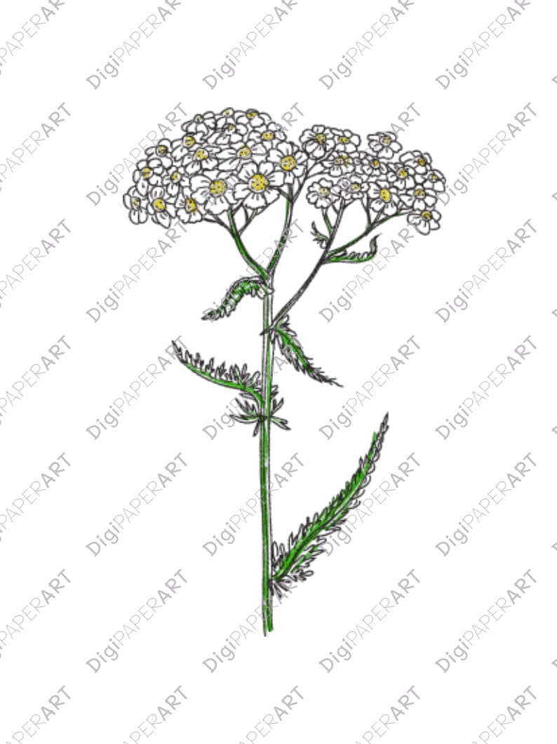 Craft Supplies & Tools Visual Arts PNG Yarrow plant Digital Clip Art ...