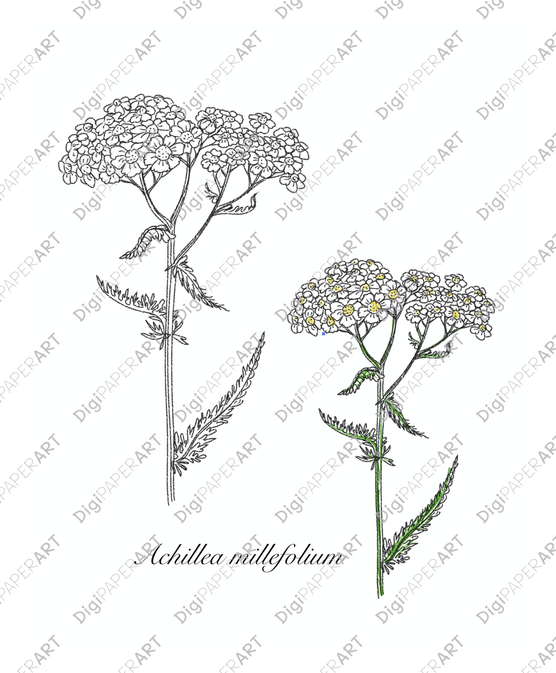 Craft Supplies & Tools Visual Arts PNG Yarrow plant Digital Clip Art ...