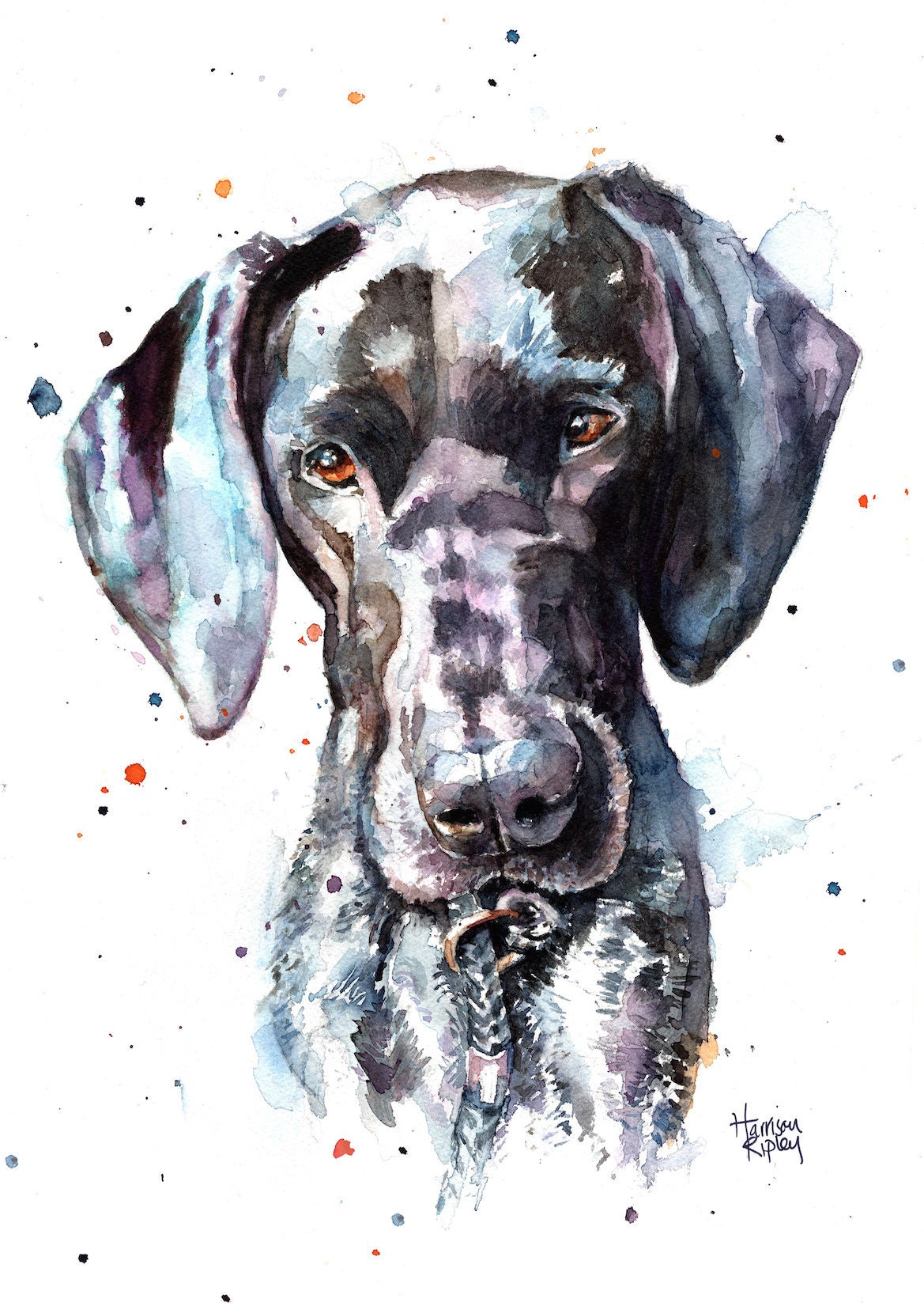German Shorthaired Pointer Print by Harrison Ripley - Etsy