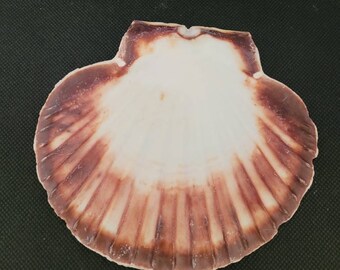 Bulk Scallop Shells | Etsy