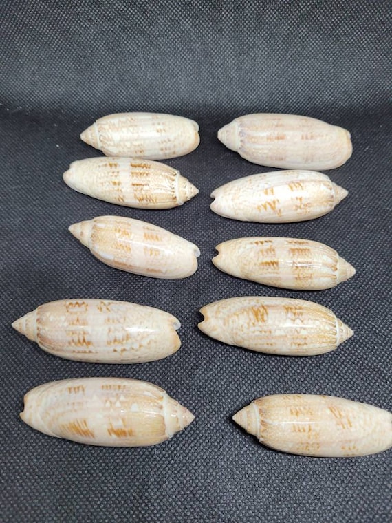 Lettered Olive Shells Shells for Crafts Natural Shells Bulk | Etsy