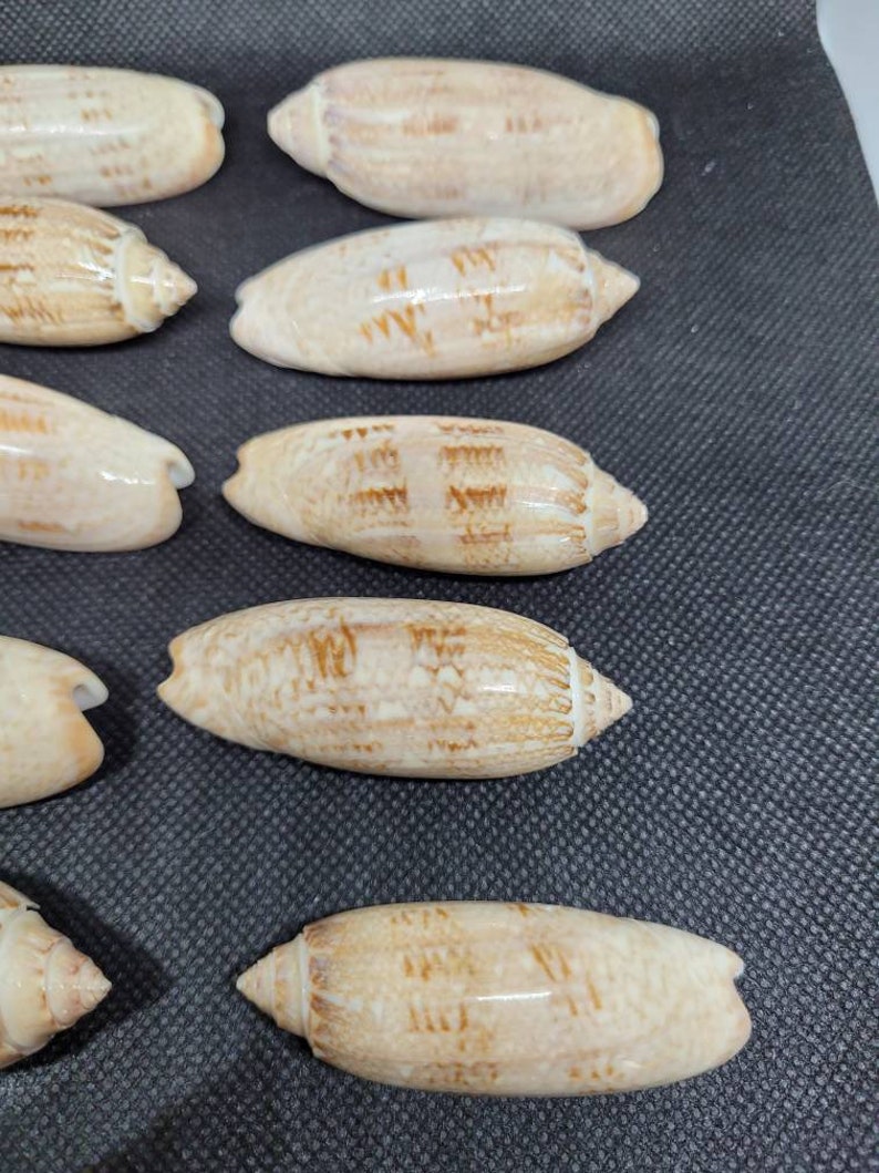 Lettered Olive Shells: Natural Beach Craft Supply, SC Sourced - Etsy