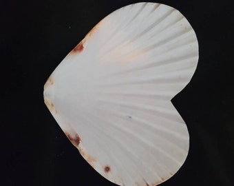 Heart Shaped Shell - Etsy