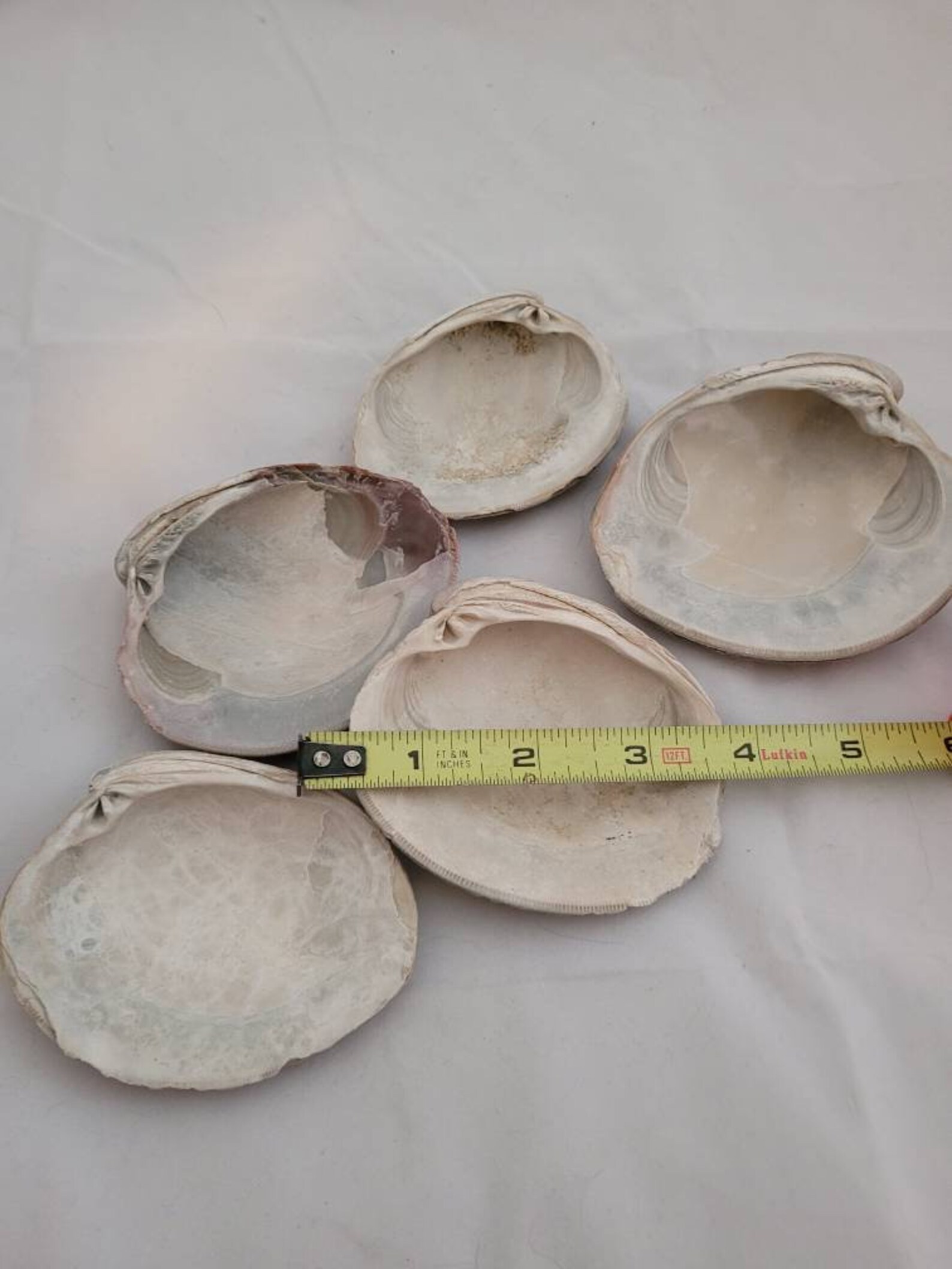 Clam Shells Craft Shells Decoupage Shells Painting Shells - Etsy