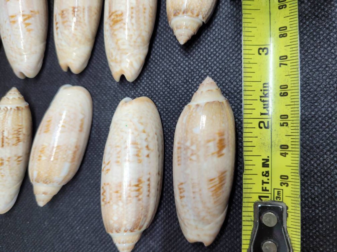 Lettered Olive Shells: Natural Beach Craft Supply, SC Sourced - Etsy