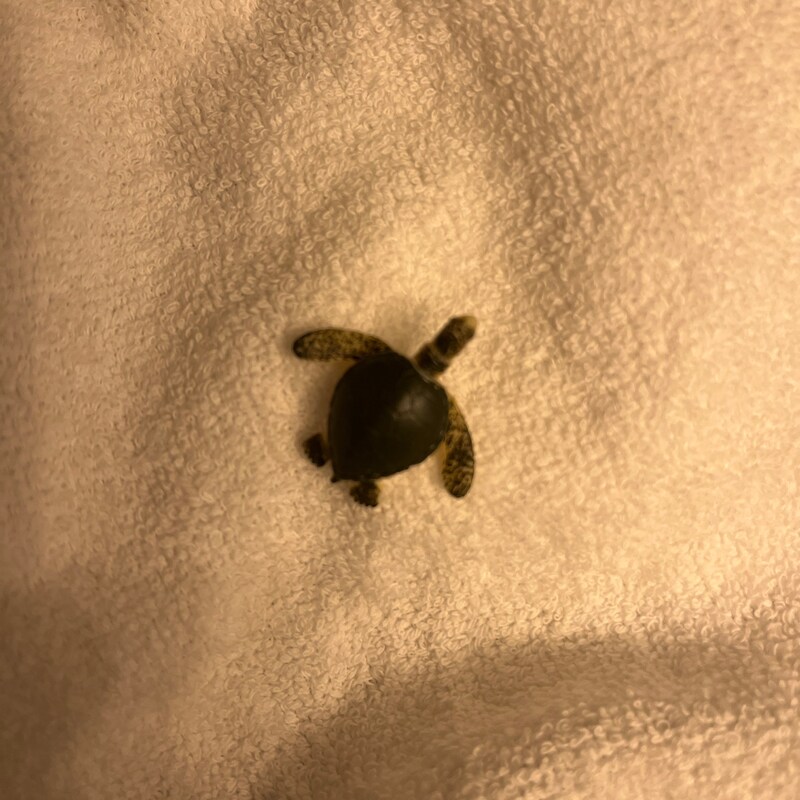 Miniature Turtles - Etsy