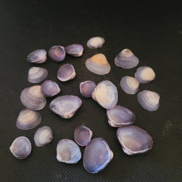 Purple Clam Shells - Etsy