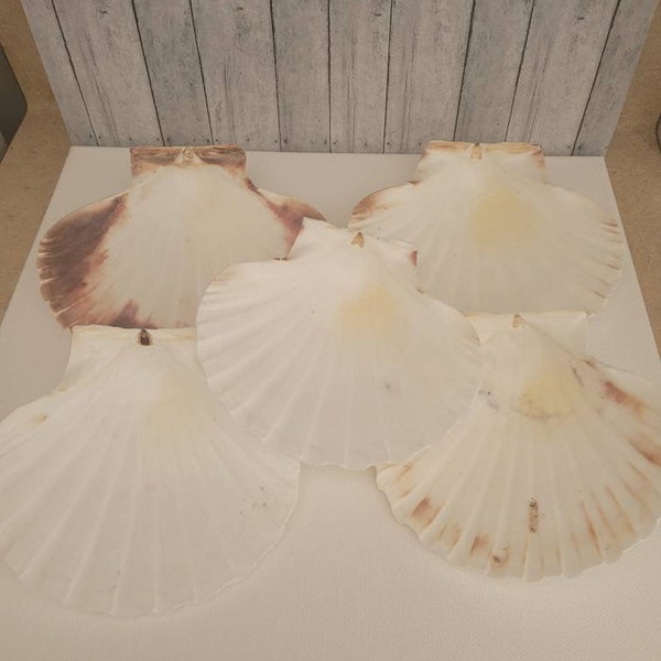 Scallop Shell - Etsy