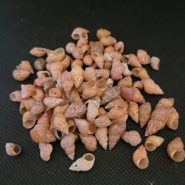 Tiny Bulk Shells - Etsy