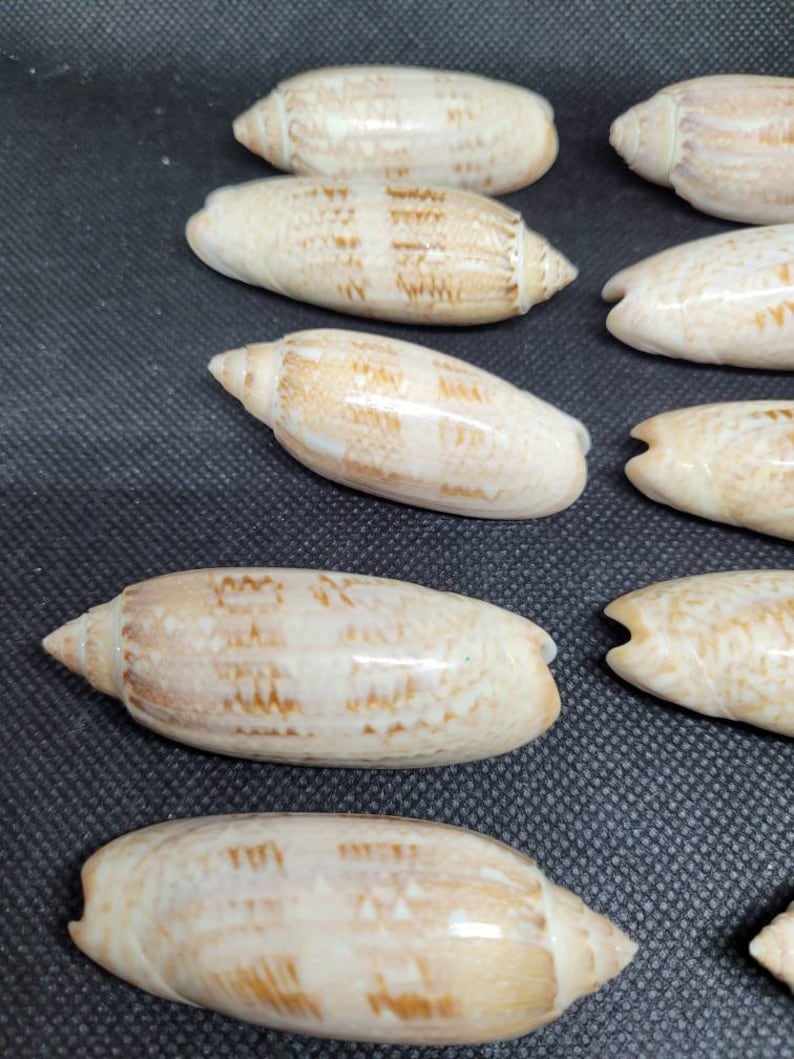 Lettered Olive Shells: Natural Beach Craft Supply, SC Sourced - Etsy