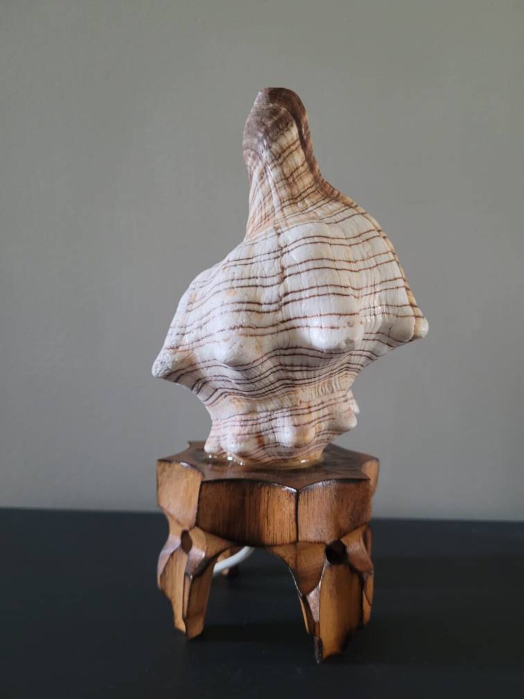 Gorgeous Sea Seashell Light, Shell Light, Ocean Light, Shell Night ...