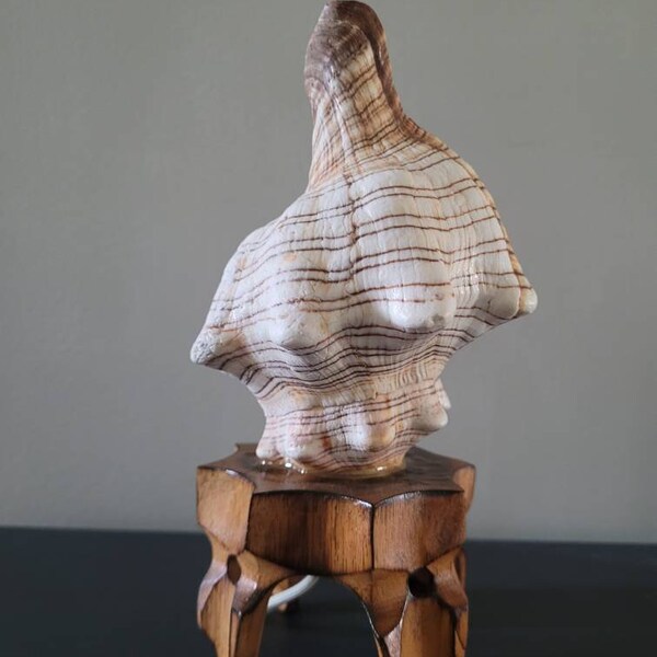 Seashell Night Light - Etsy