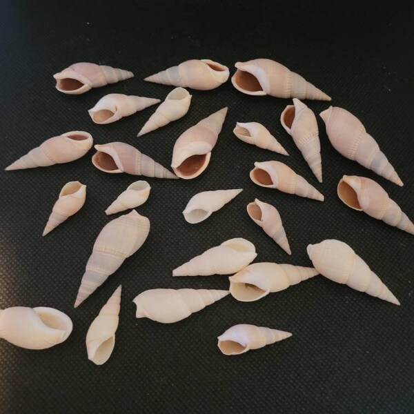 Tiny Bulk Shells - Etsy