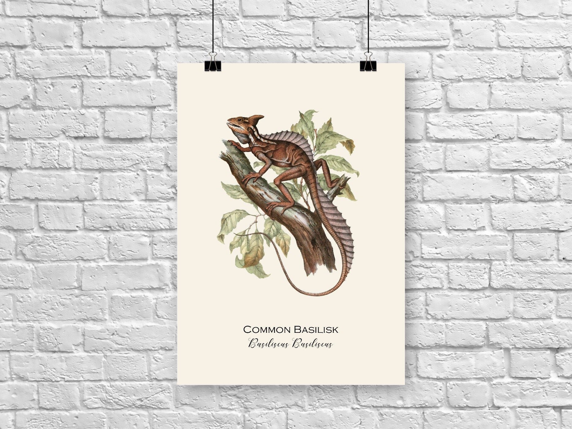 Lizard Quotes Basilisk