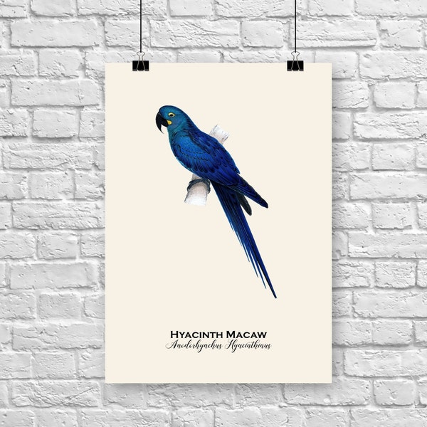 Macaw Poster - Etsy