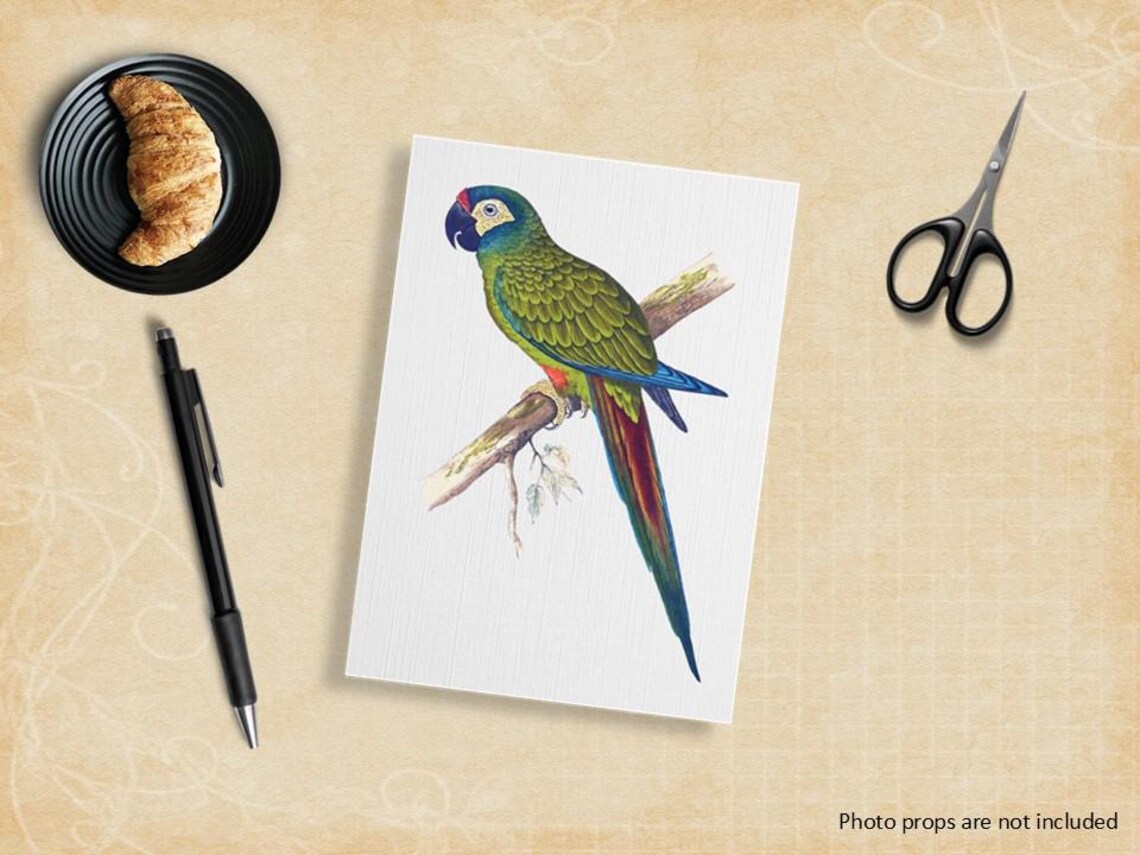 Macaw Parrots Greeting Card Pack, Bird Note Cards, Blank or ...
