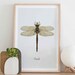 Dragonfly Illustration, Bug Wall Art, Instant Download Insect Poster ...