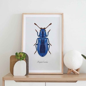 Korynetes Caeruleus Illustration Bug Wall Art Instant - Etsy