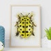 Bugs Illustration, Insect Wall Art, Instant Download Beetles Poster ...