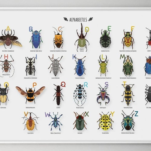 Alphabet Beetles Illustrations Print Vertical ABC Poster - Etsy Israel