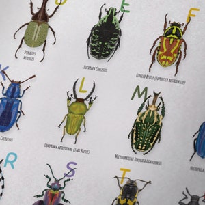 Alphabet Beetles Illustrations Print, Horizontal ABC Poster, Nursery A ...