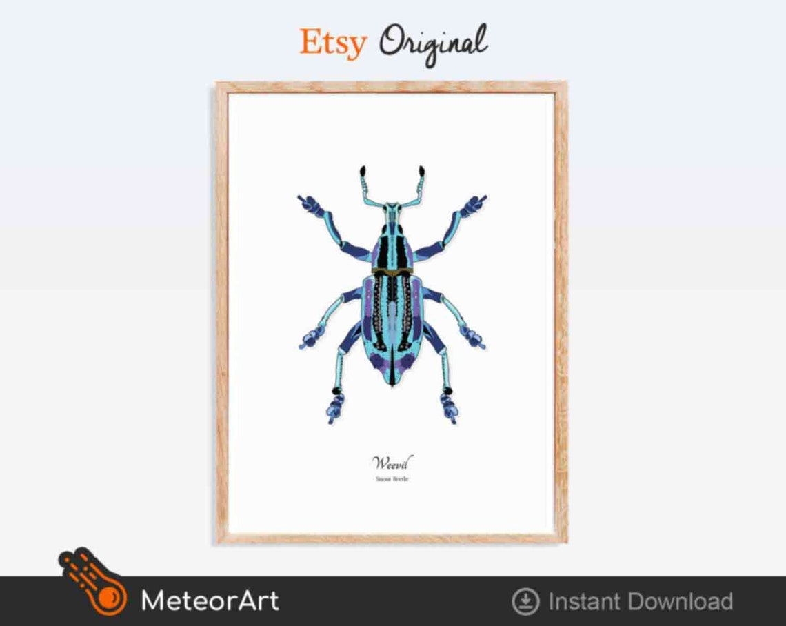 Weevil Snout Beetle Illustration wall Art Instant download | Etsy