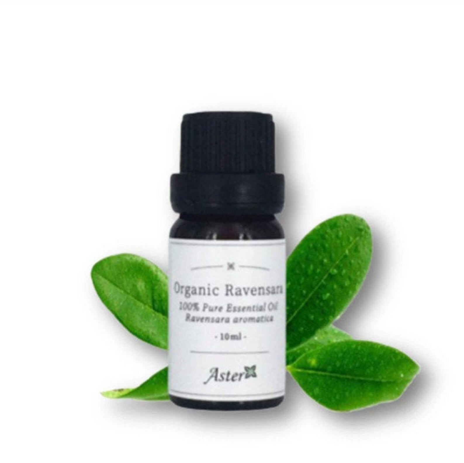 Organic Ravensara Pure Essential Oil ravensara Aromatica - Etsy Singapore
