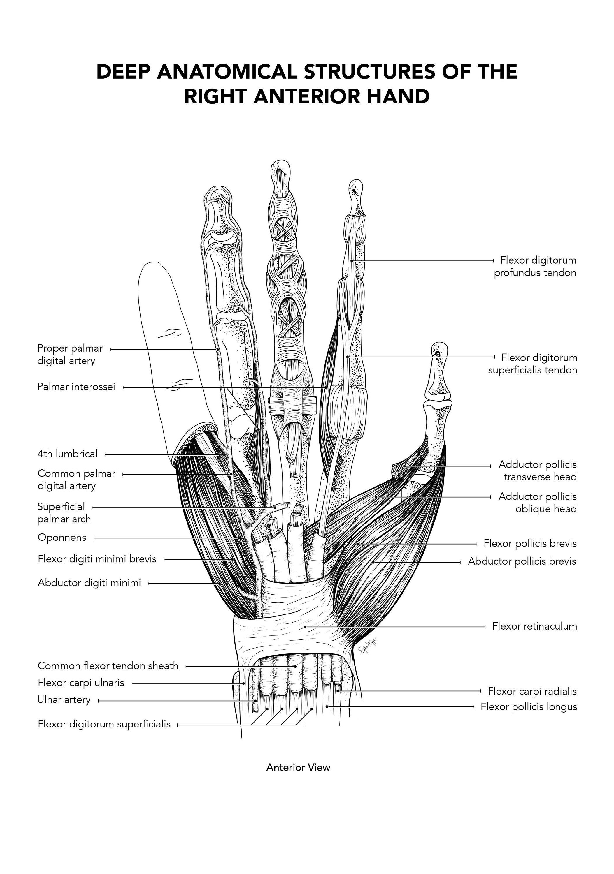Deep Anatomical Structures of the Right Anterior Hand Medical Poster ...