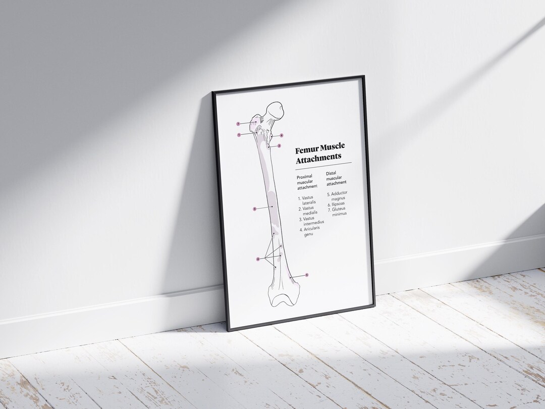 Femur Muscle Attachments Poster - Etsy