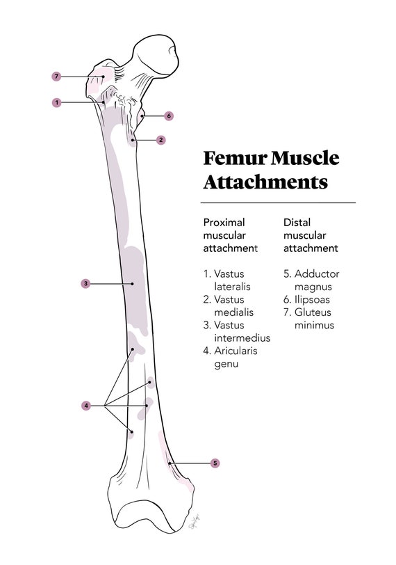 Femur Muscle Attachments