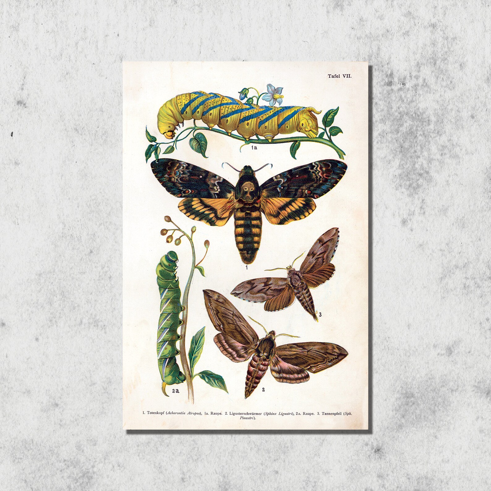 Death's Head Hawk Moth Vintage Illustration Print Moth | Etsy