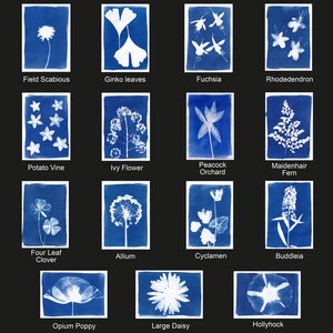 Cyanotype Print - Etsy UK