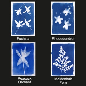 Cyanotype Print - Etsy UK