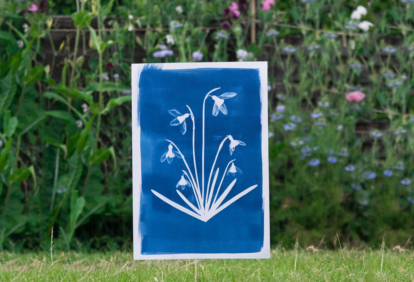 A4 Snowdrop Blue Cyanotype Print - Etsy UK