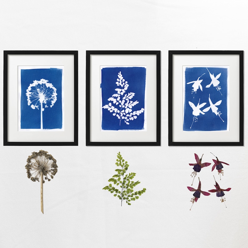 Daisy Cyanotype Print for Plant Lovers - Etsy
