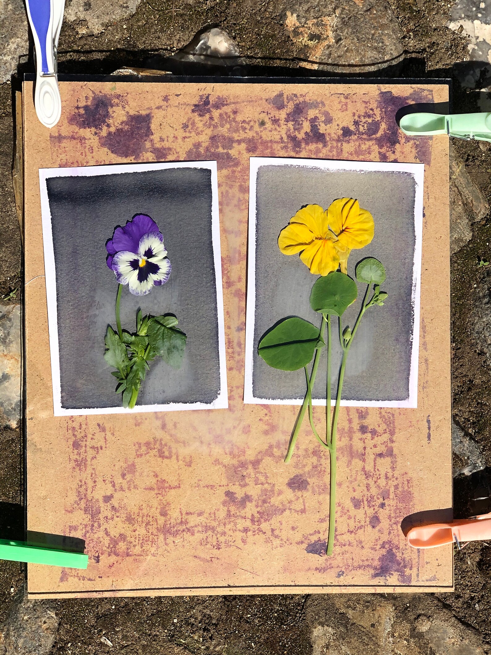 Love Themed Cyanotype Flower and Plant Sun Printing Kit | Etsy UK