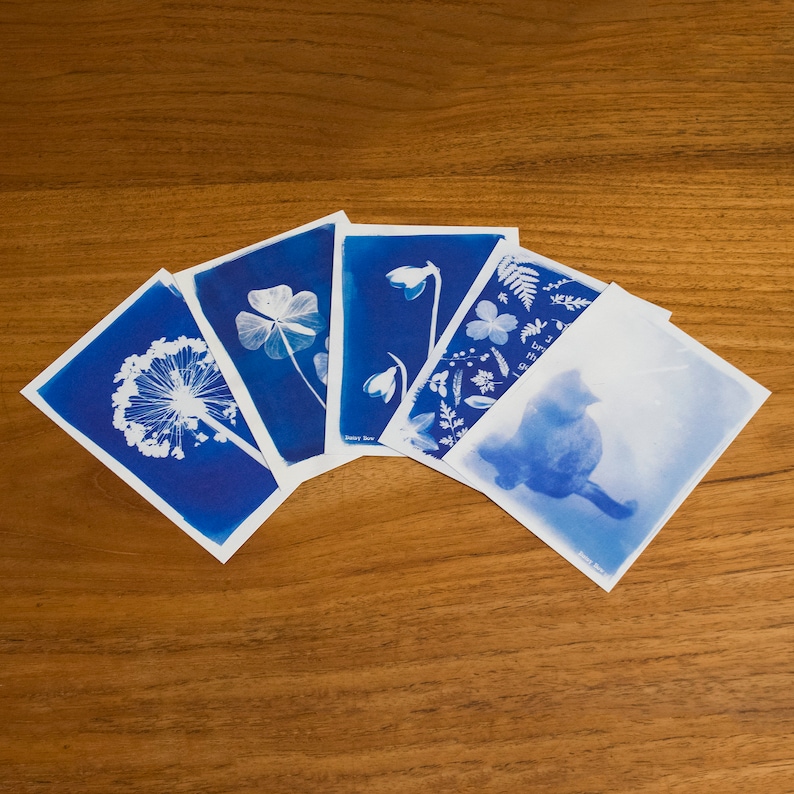 Set of 3 Blank Cyanotype Print Post Cards Cat Allium | Etsy UK