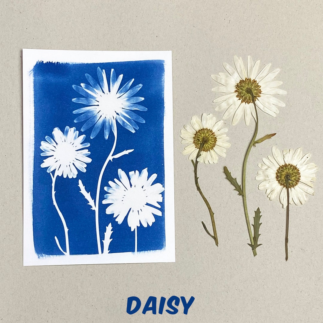 Daisy Cyanotype Print for Plant Lovers - Etsy