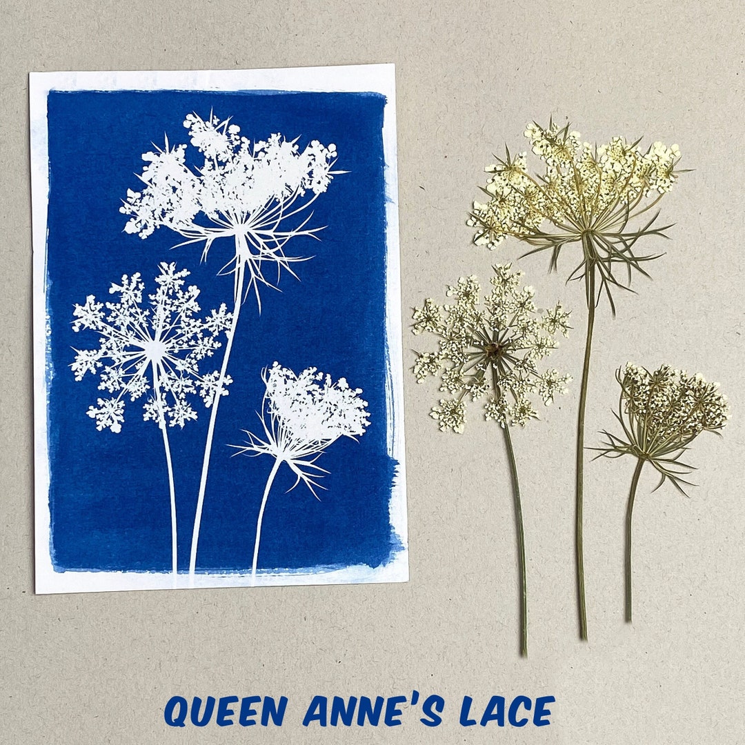 Queen Anne's Lace Cyanotype Print for Plant Lovers - Etsy