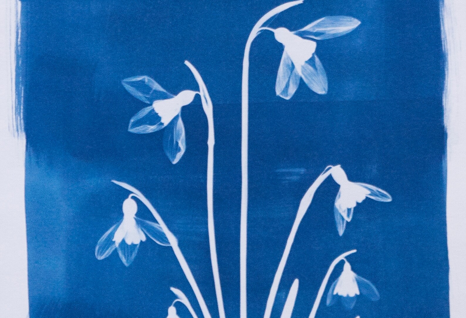 A4 Snowdrop Blue Cyanotype Print - Etsy UK