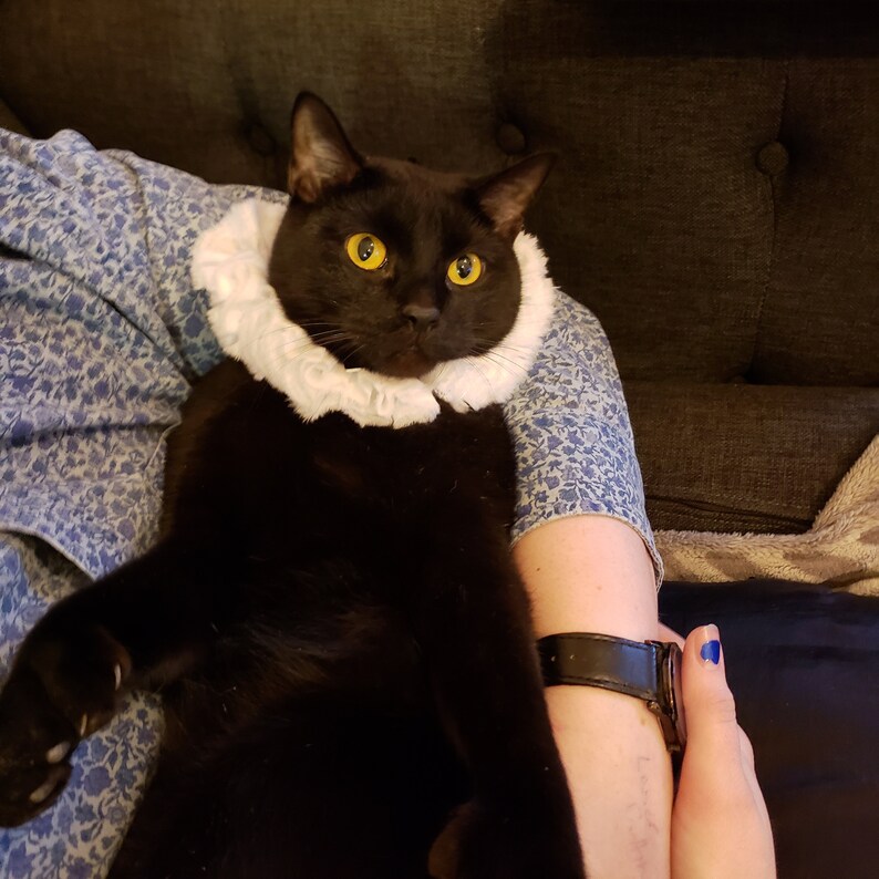 Elizabethan Ruff Collar for Pets-7 Inches - Etsy