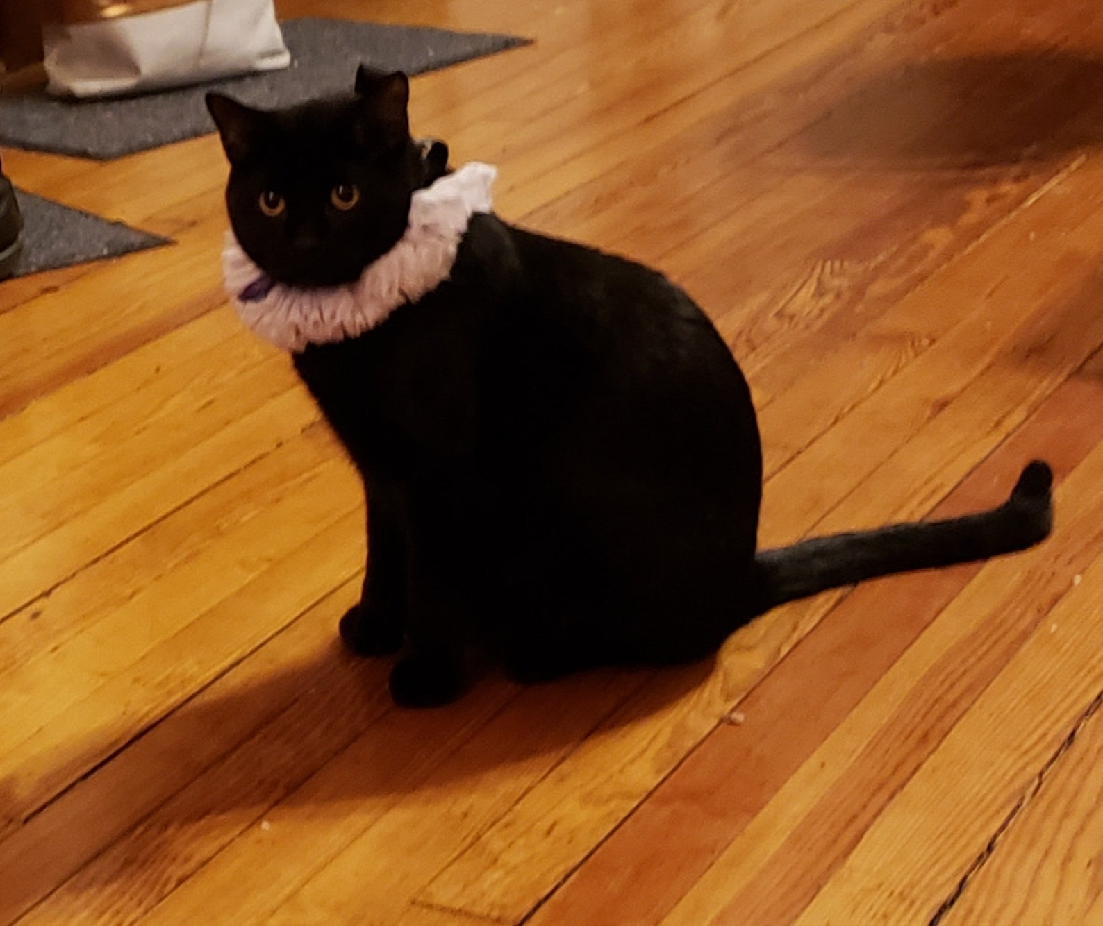 Elizabethan Ruff Collar for Pets-7 Inches - Etsy