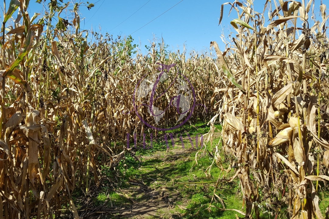 Corn Maze | Downloadable Printable Art | Wall Art | Landscape ...